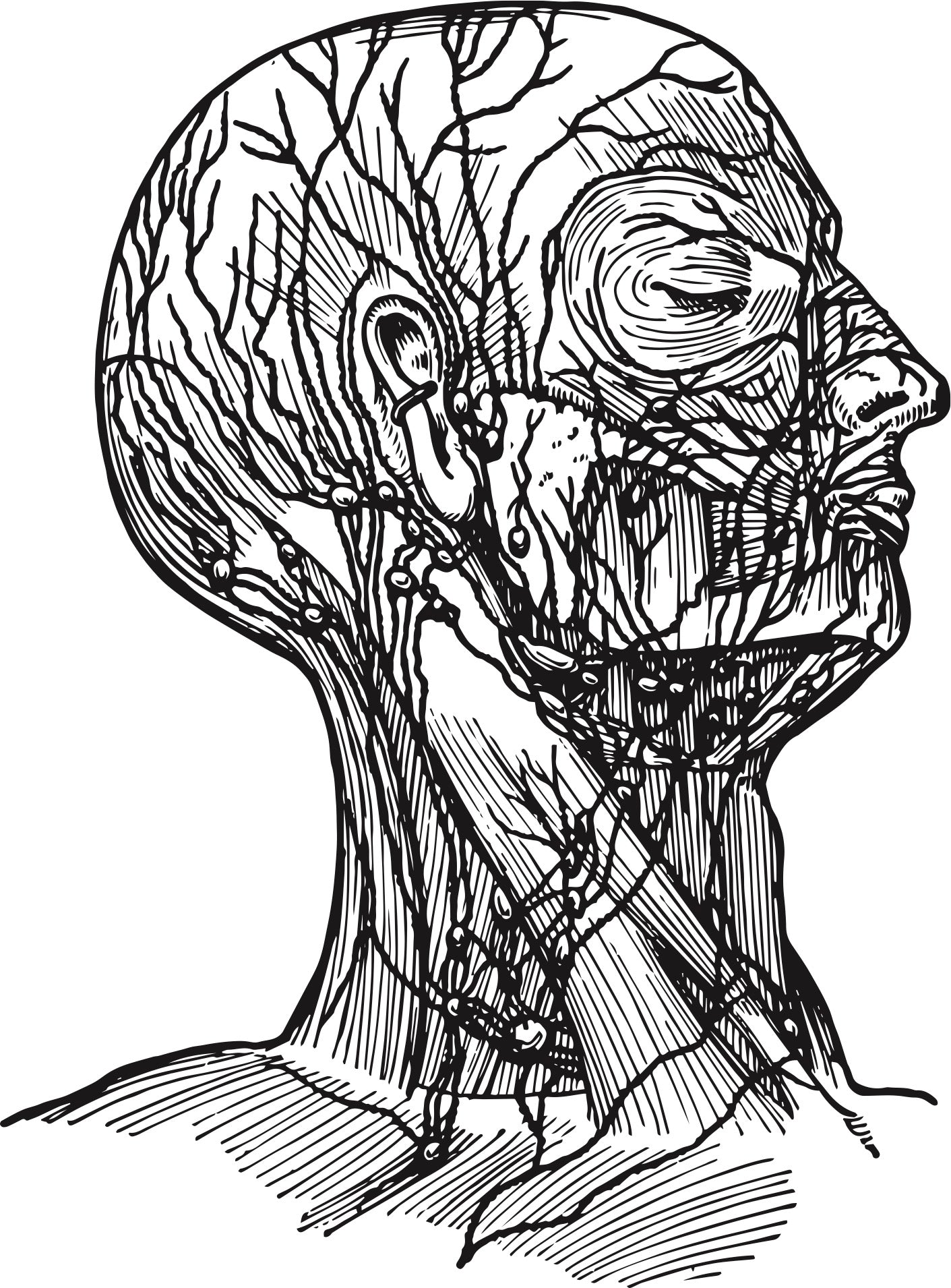 4 Simple steps to look younger by stimulating Lymph Nodes in Your Face ...